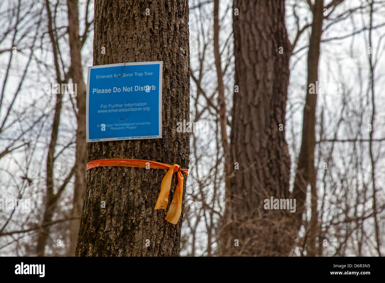 Scientists study spread of the invasive emerald ash borer Stock Photo ...