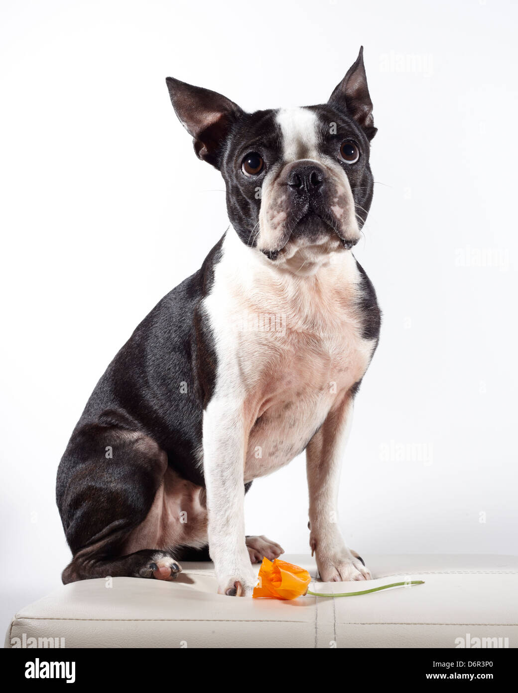 Portrait of a boston terrier Stock Photo - Alamy
