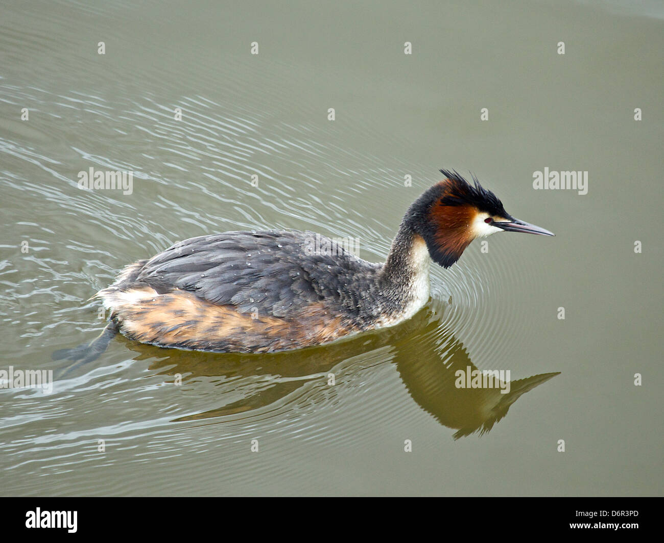 great crested grebe (podiceps cristatus Stock Photo - Alamy