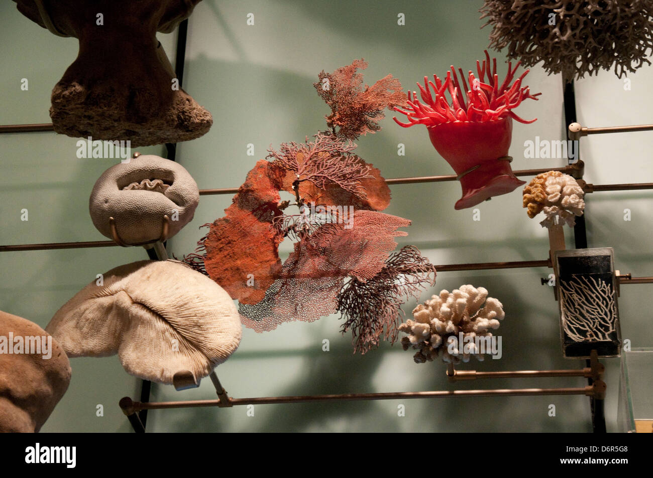 Ocean hall natural history museum hi-res stock photography and images ...