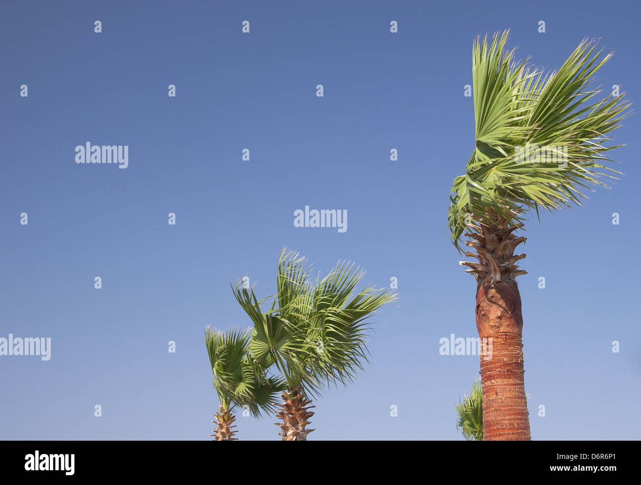 Green palm tree Stock Photo - Alamy