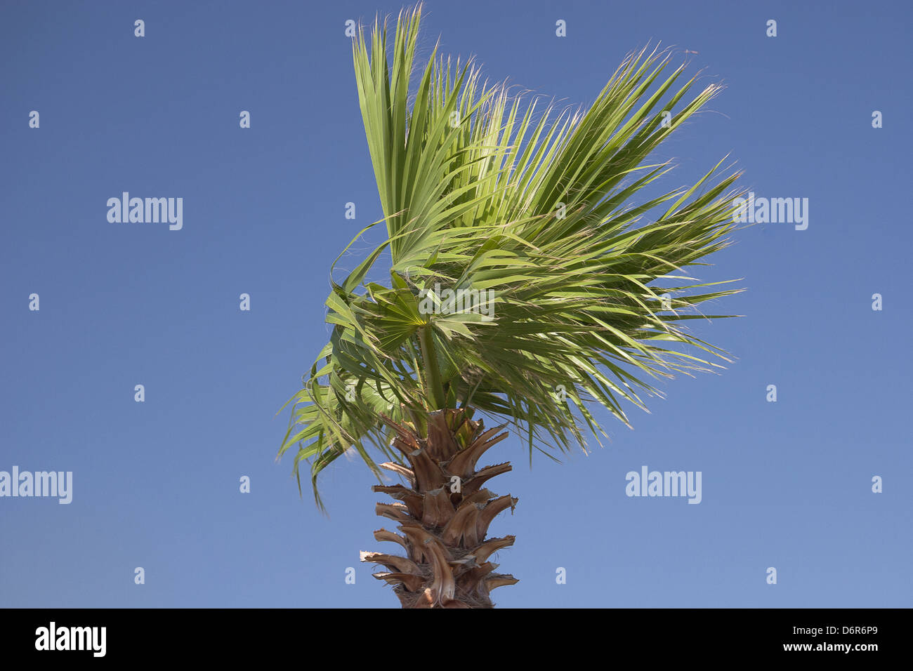 Green palm tree Stock Photo - Alamy