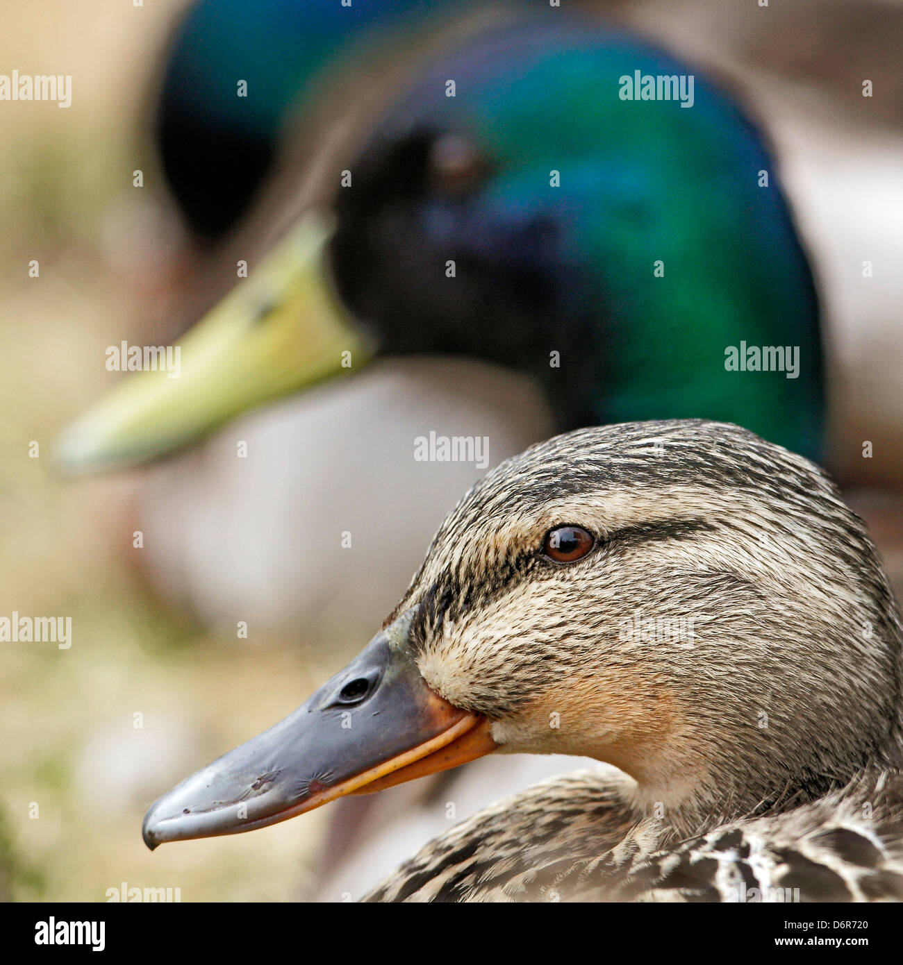 Profile portrait of a Mallard female (Anas platyrhynchos Stock Photo ...
