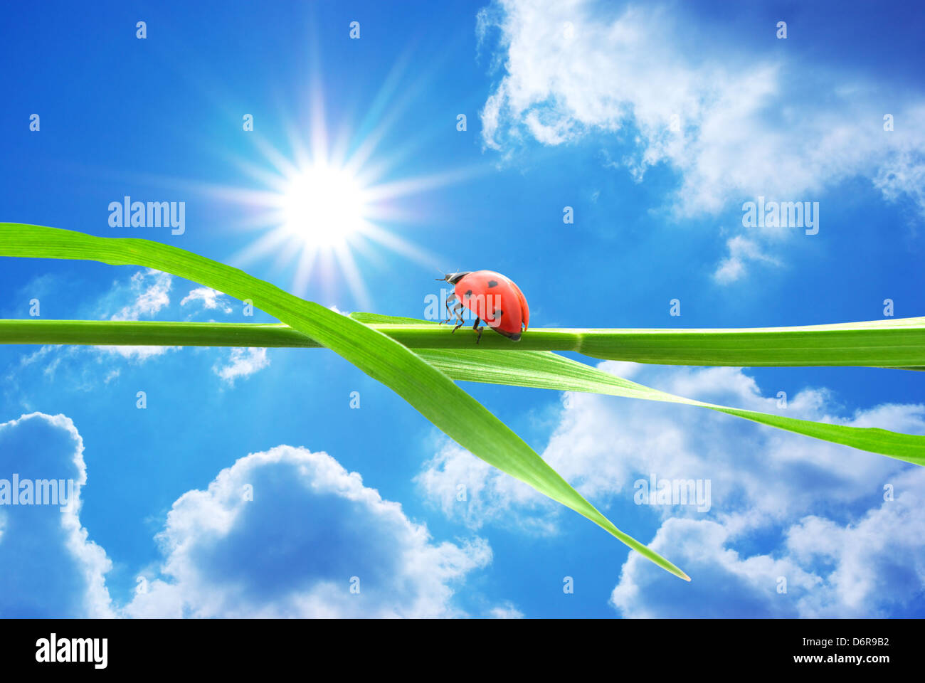 Ladybug looking on the sun. Conceptual design Stock Photo - Alamy