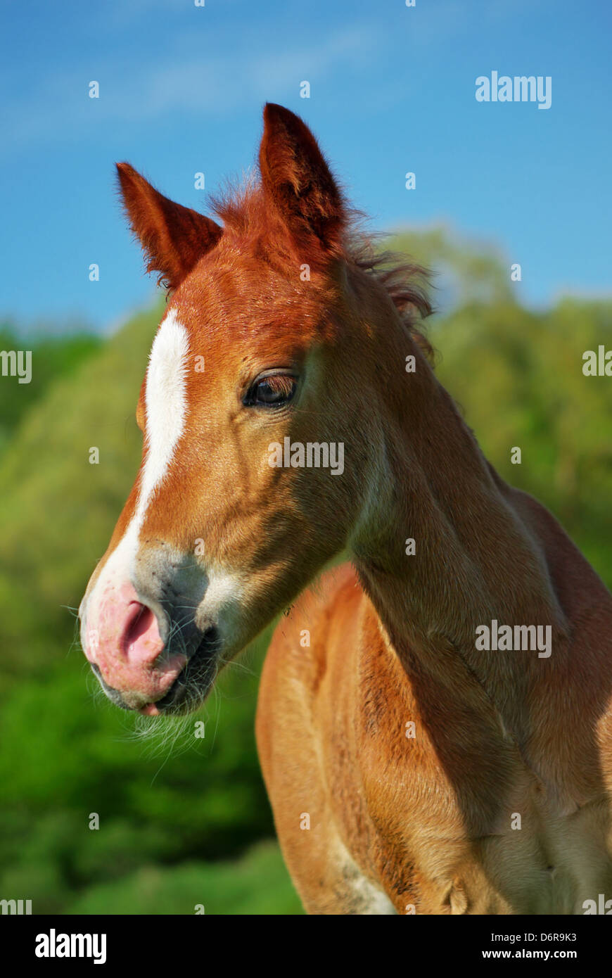 Foal portrait. Element of design Stock Photo - Alamy