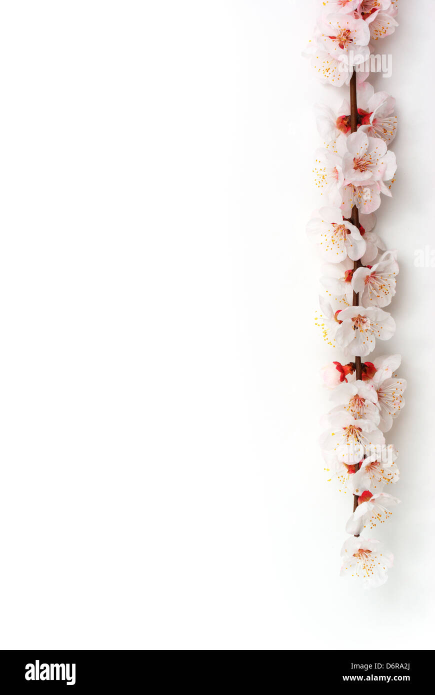 Sakura isolated hi-res stock photography and images - Alamy