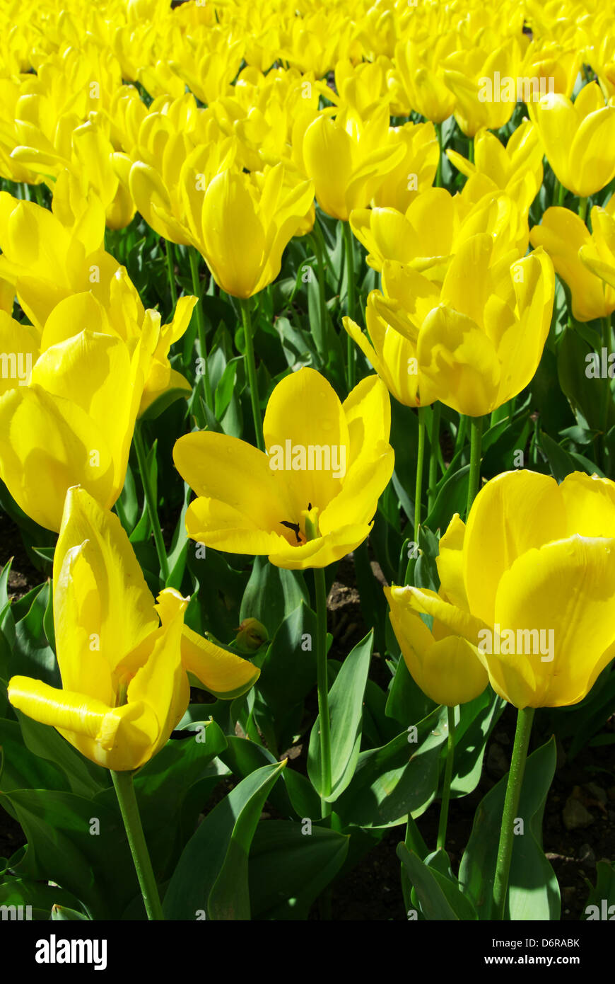 Beautiful spring color nature scene hi-res stock photography and images ...