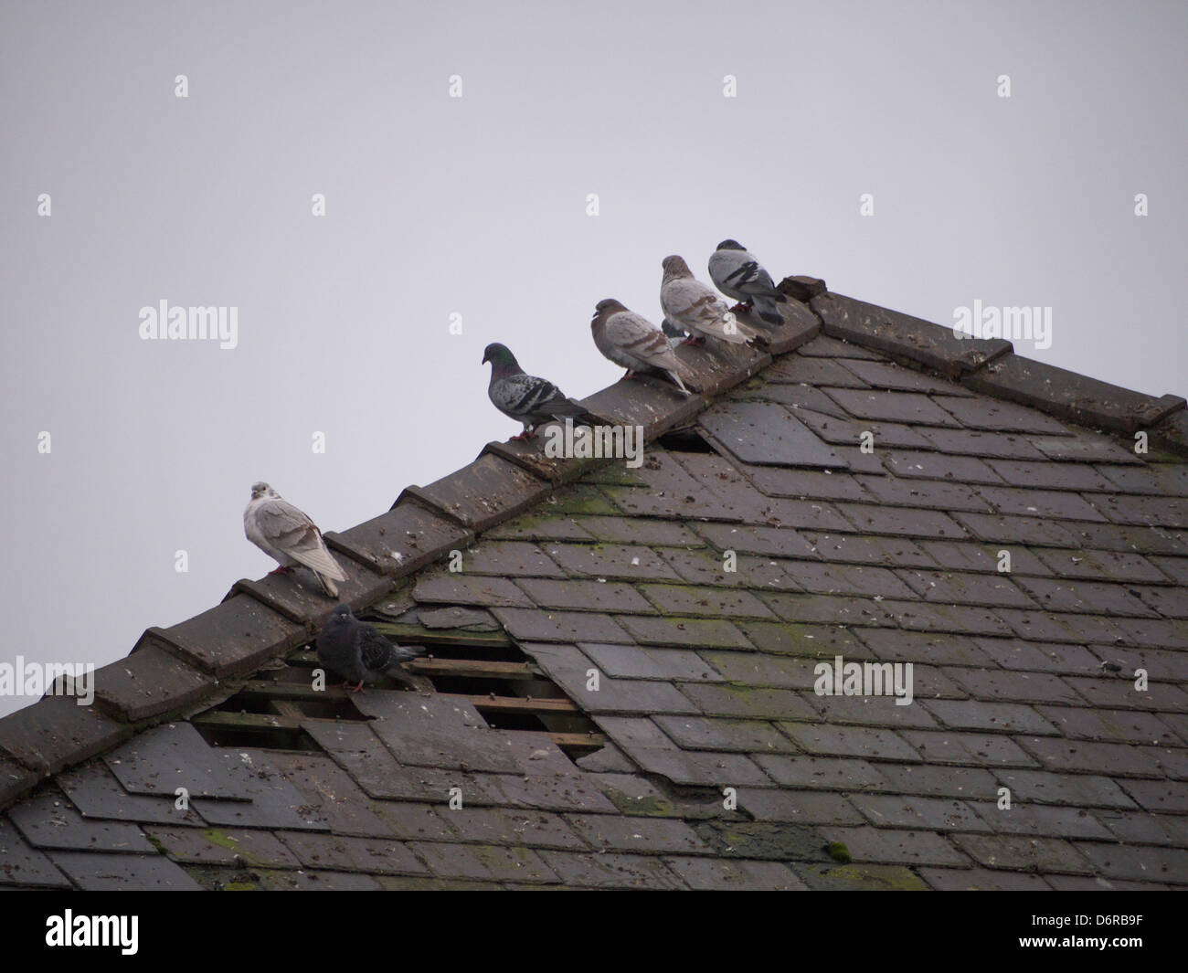 Pigeons on the ridge tiles of the slate tiled roof at Skegness railway ...