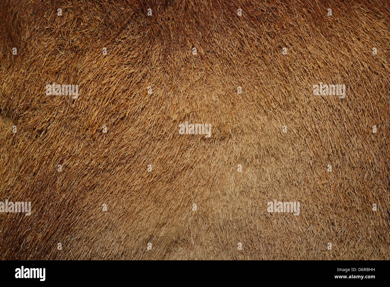 closeup of wild boar textured pelt Stock Photo - Alamy