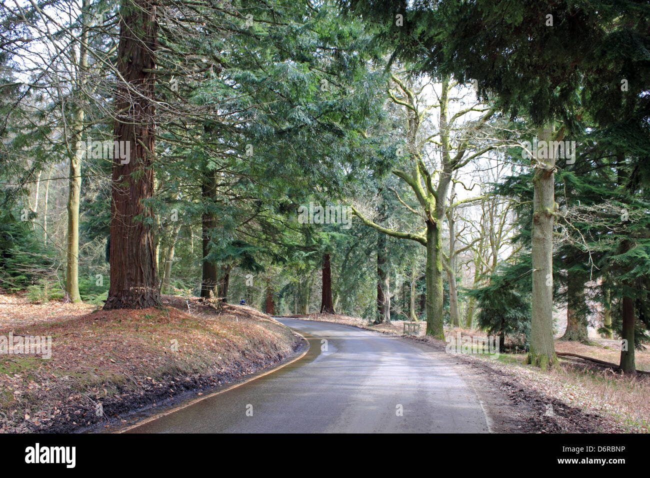 Abinger Road - country lane at Coldharbour near Leith Hill Dorking ...