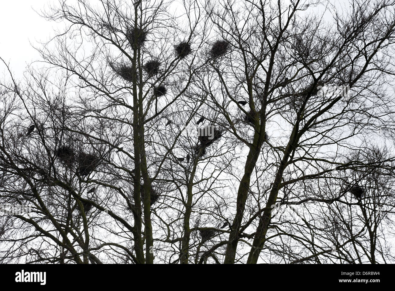 Crows nests in trees Stock Photo - Alamy