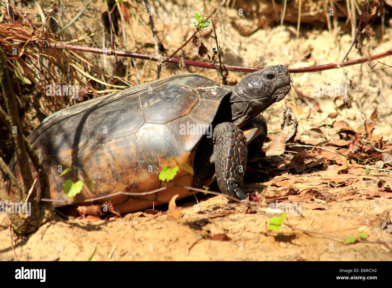 Gopher tortoise (Gopherus polyphemus), Florida, USA Stock Photo - Alamy