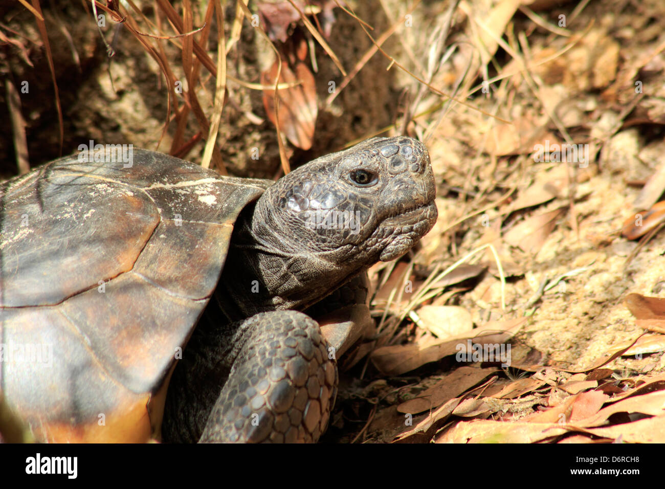 Gopher tortoise (Gopherus polyphemus), Florida, USA Stock Photo - Alamy