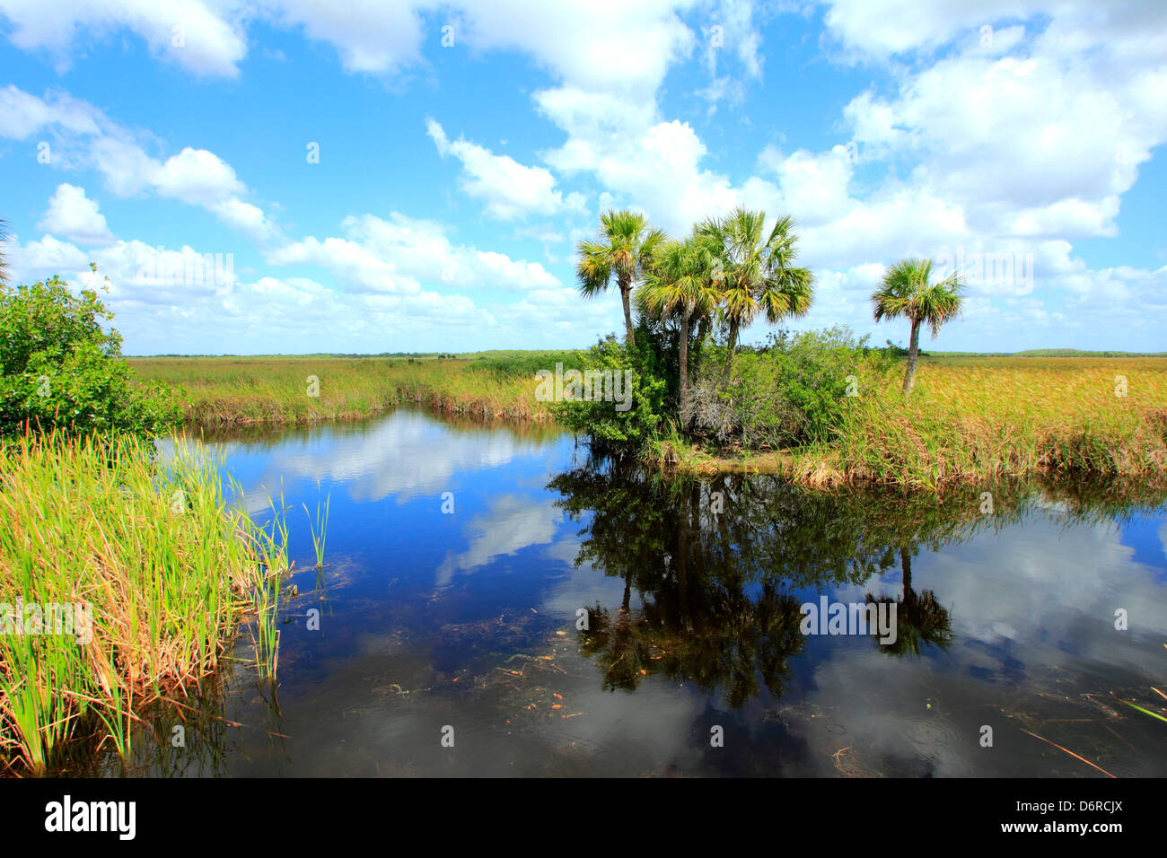 Palm trees and grass in a swamp, Big Cypress Swamp National Preserve ...