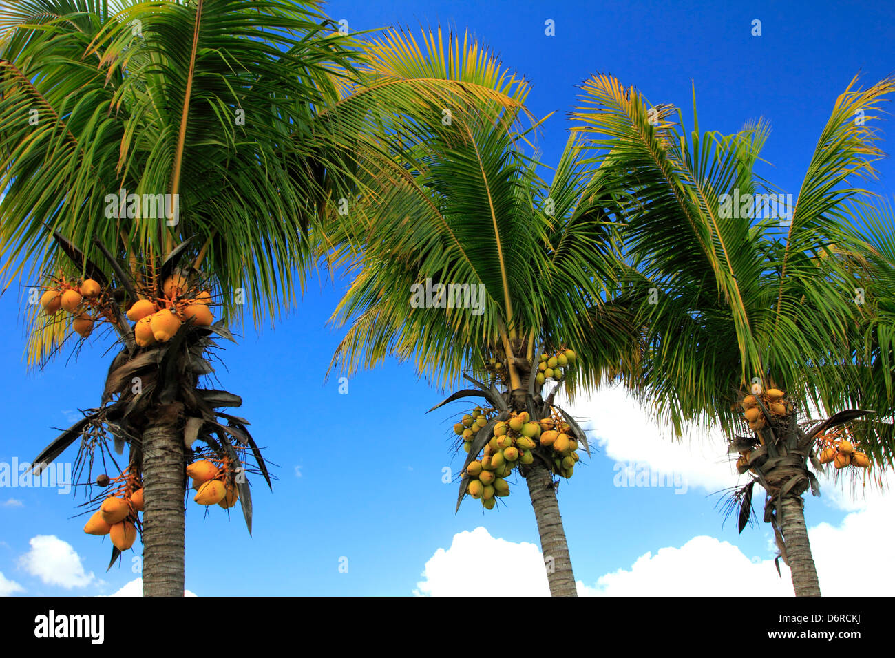 Low angle view of three coconut palm trees, Florida, USA Stock Photo ...