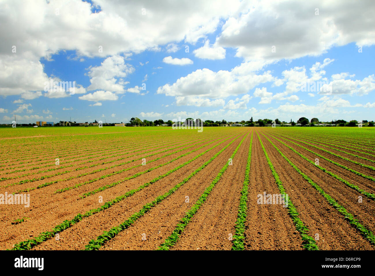 Crop in a field at Homestead, Florida, USA Stock Photo - Alamy