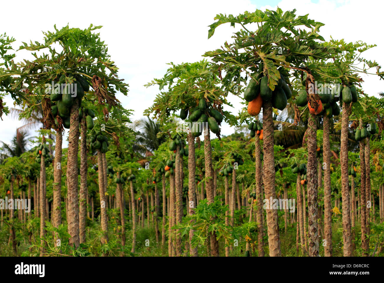 Papaya crop in Homestead, Florida, USA Stock Photo - Alamy