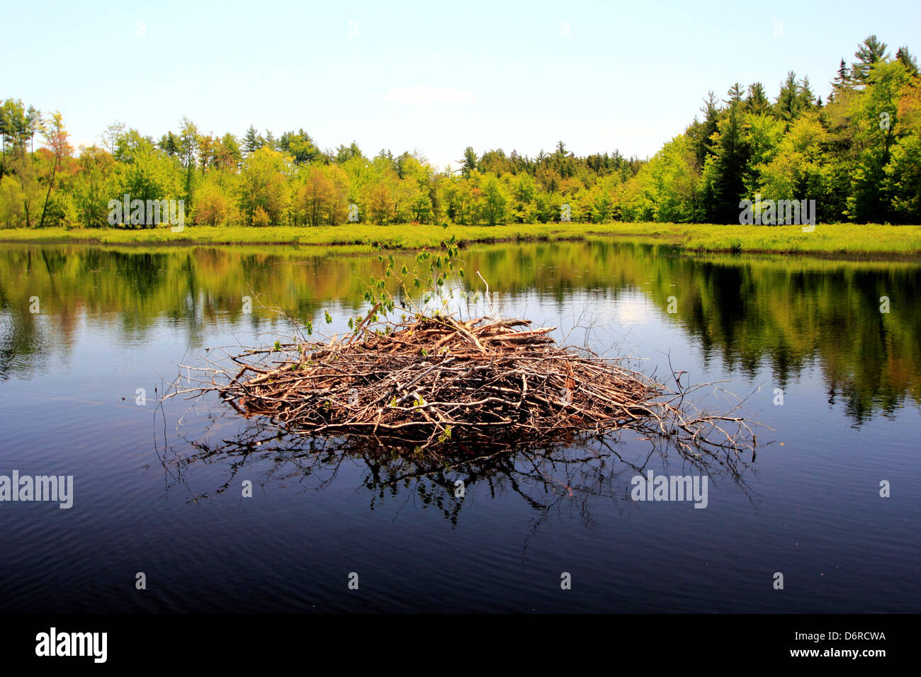 Castor canadiensis hi-res stock photography and images - Alamy