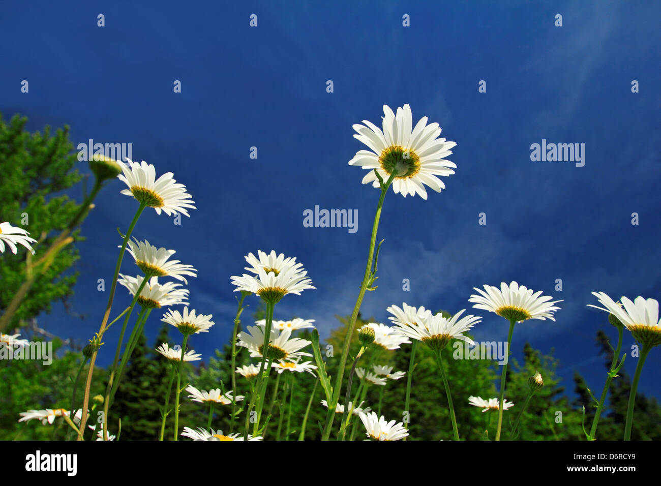 Daisy flowers, view from below Stock Photo - Alamy