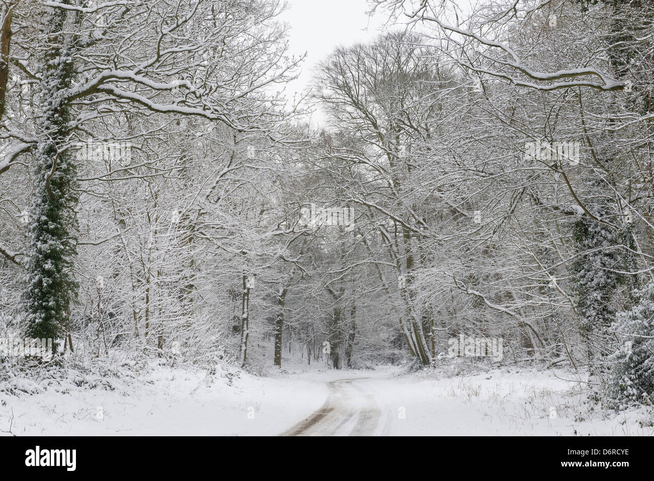 Decidious trees hi-res stock photography and images - Alamy