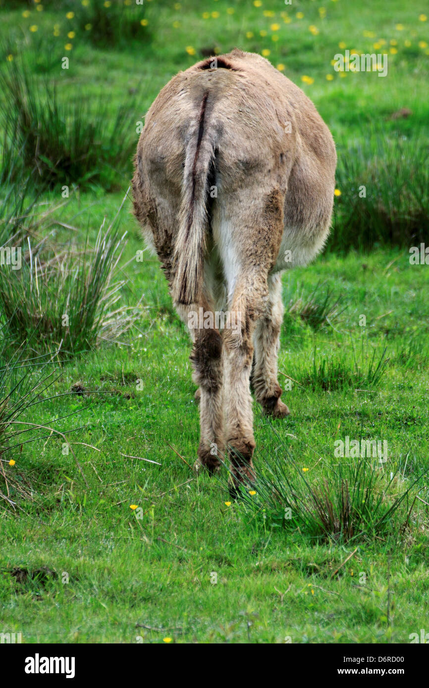 Grazing donkey, rear view Stock Photo - Alamy