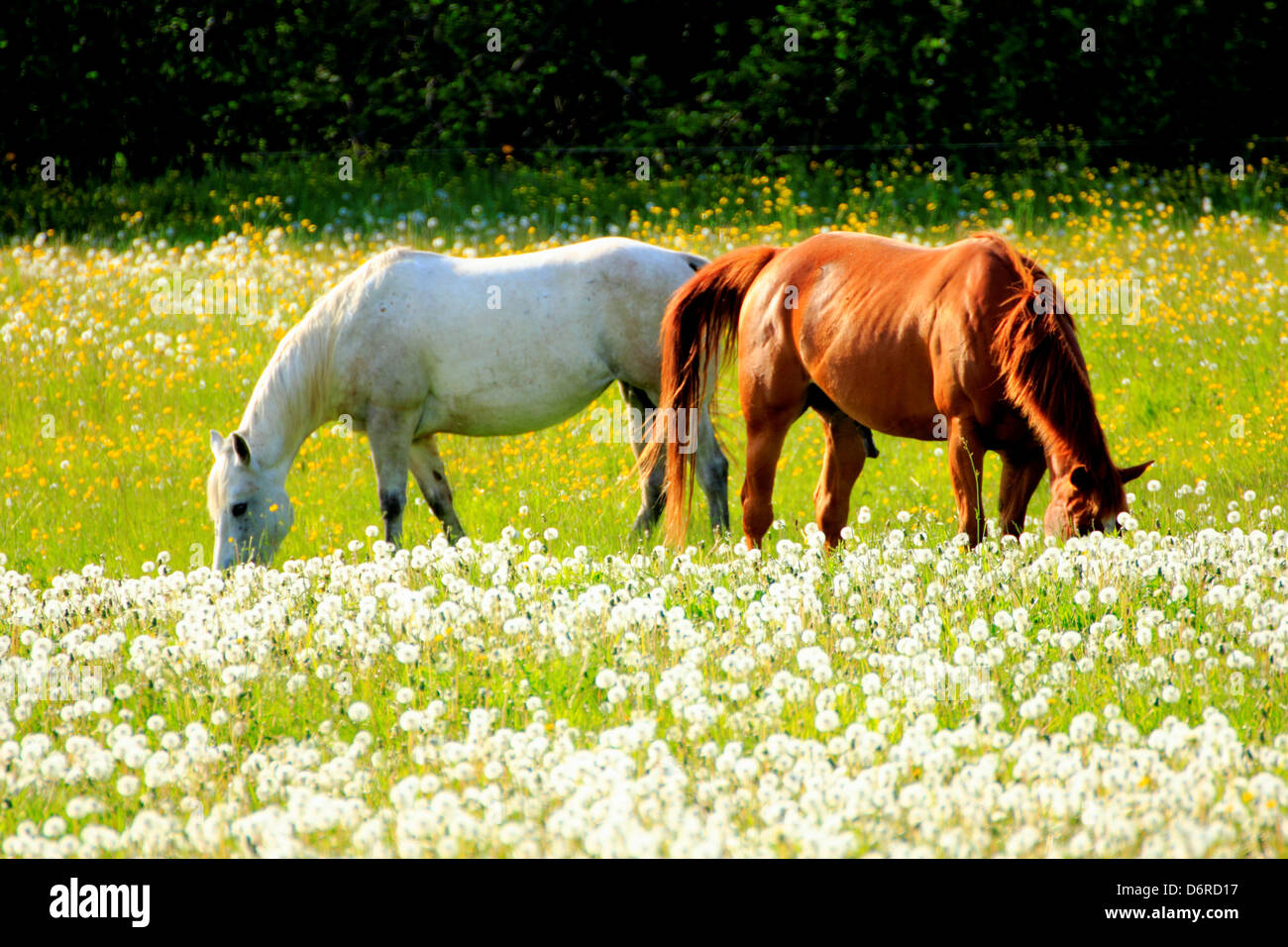 Canada, Nova Scotia, Annapolis Valley, horses grazing in field of ...