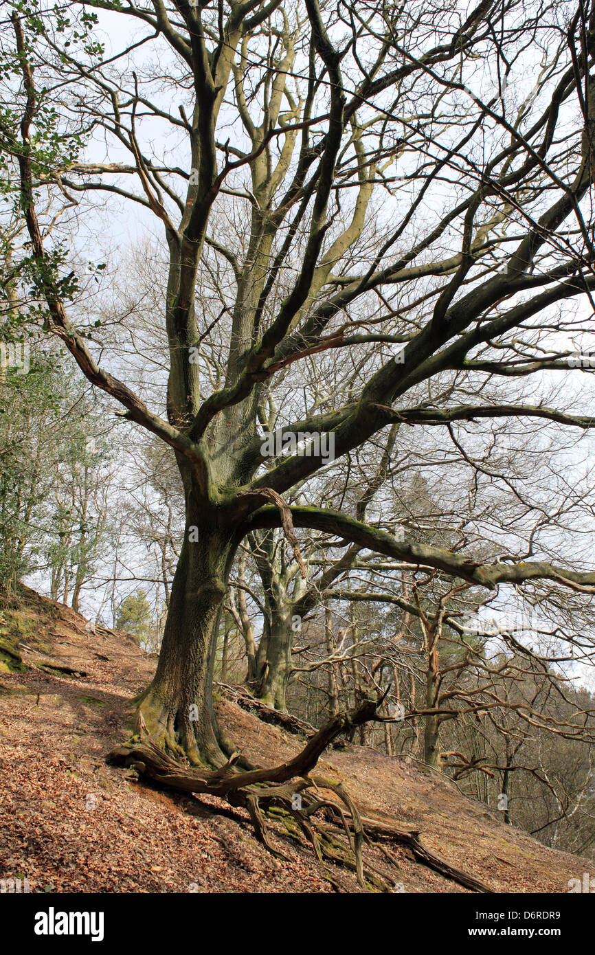 Leaning tree growing on a slope at Leith Hill near Dorking Surrey ...