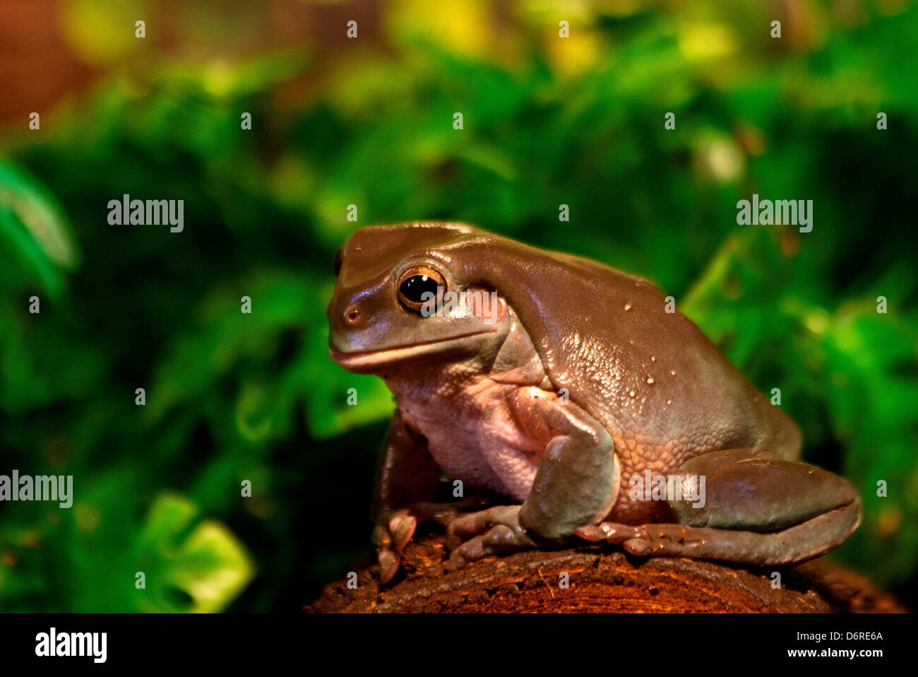 Detailed shot of Green Tree Frog sitting in Nature Stock Photo - Alamy