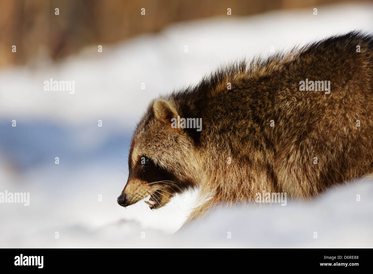 Raccoon in nature hi-res stock photography and images - Alamy