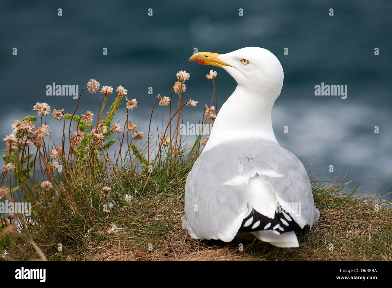 Seagull on coast Stock Photo - Alamy