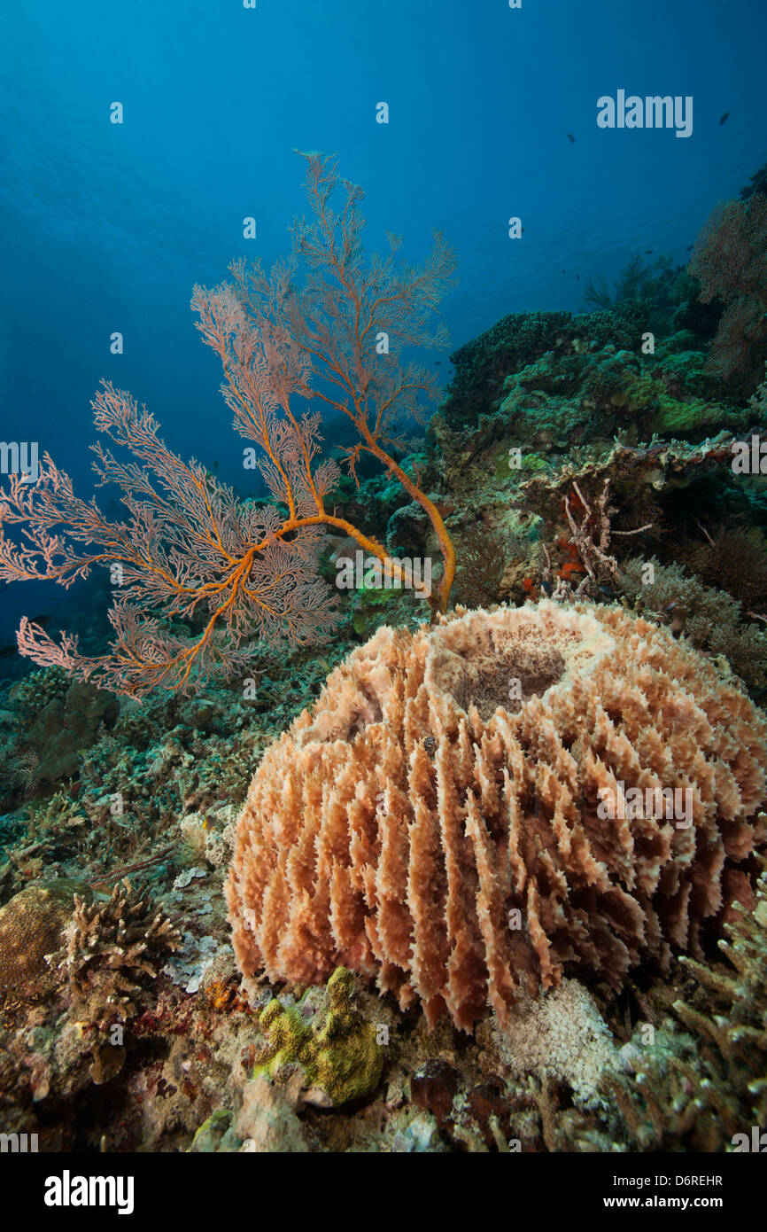 Sponge coral hi-res stock photography and images - Alamy