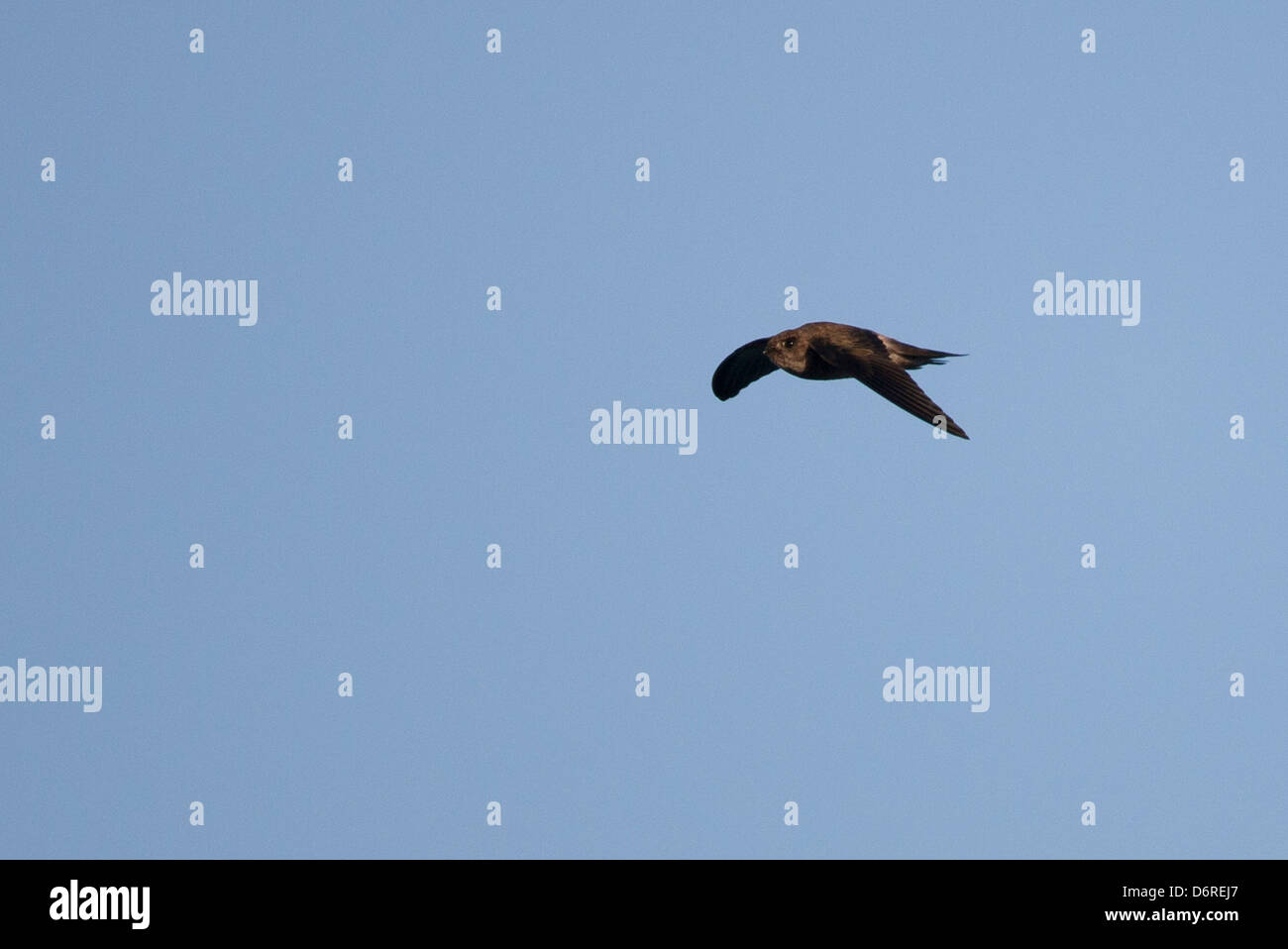 Cave Swiftlet (Collocalia linchi linchi), Cave group, in flight in Bali ...