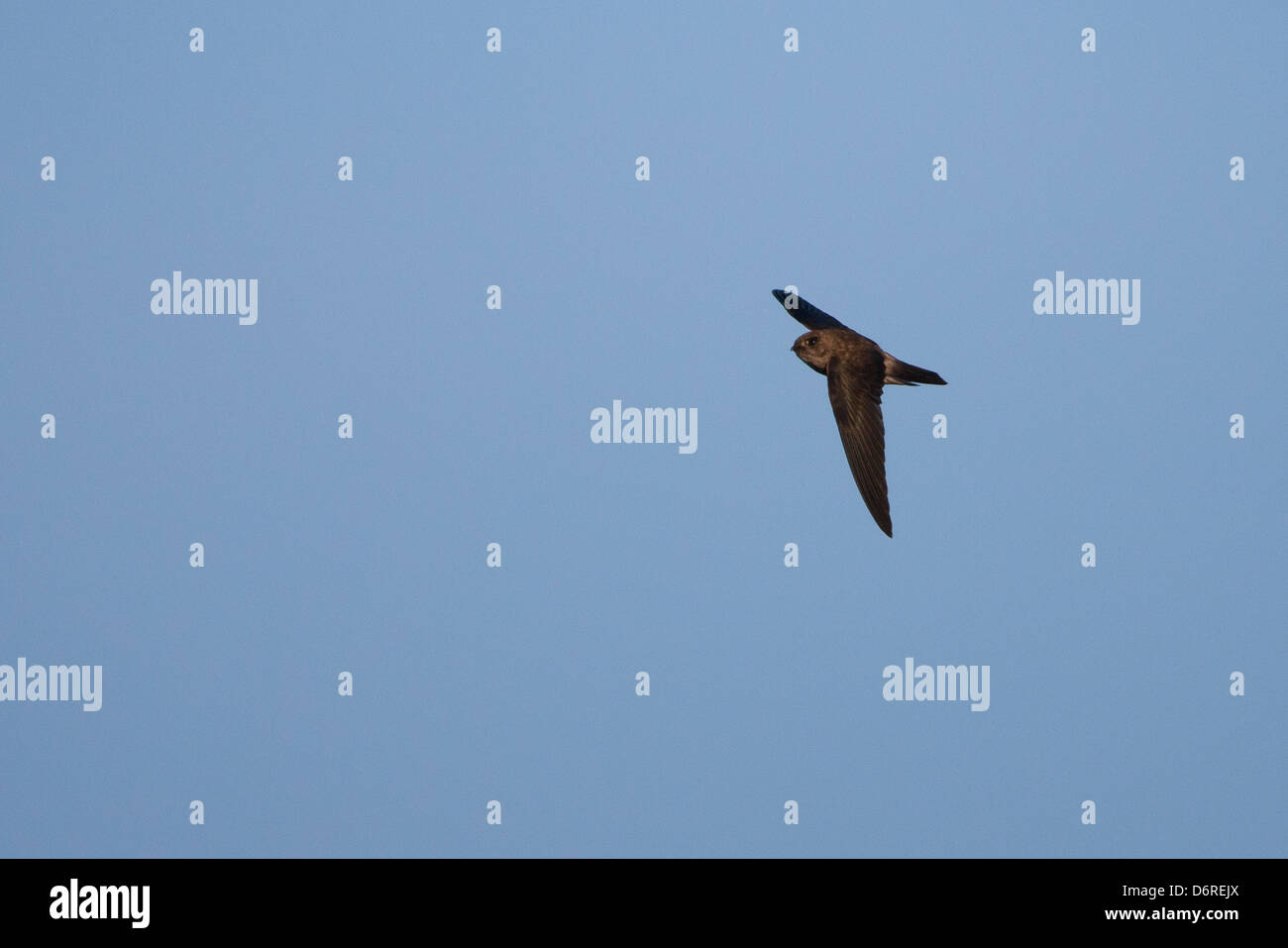 Cave Swiftlet (Collocalia linchi linchi), Cave group, in flight in Bali ...