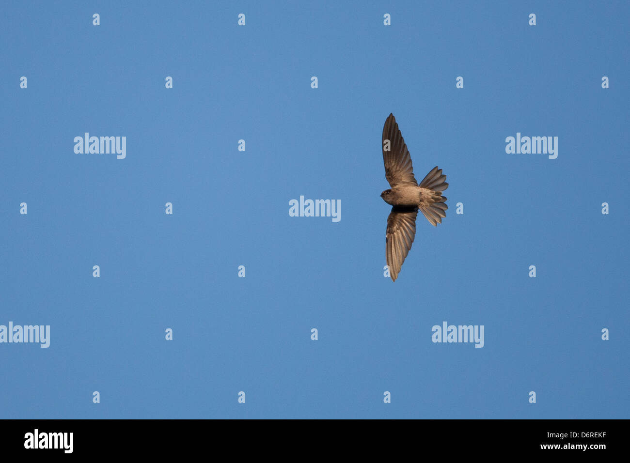 Cave Swiftlet (Collocalia linchi linchi), Cave group, in flight in Bali ...