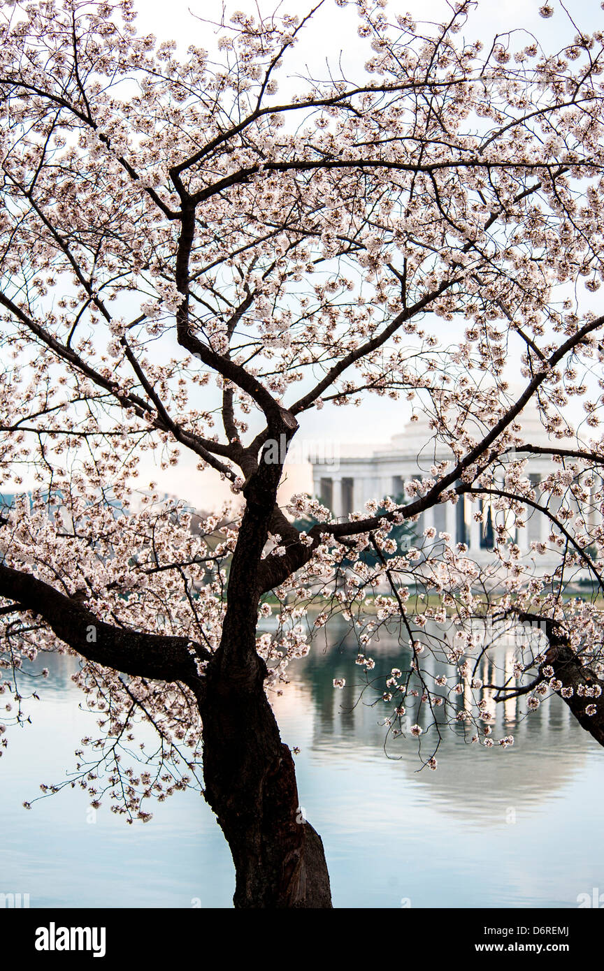 Dc tree hi-res stock photography and images - Alamy