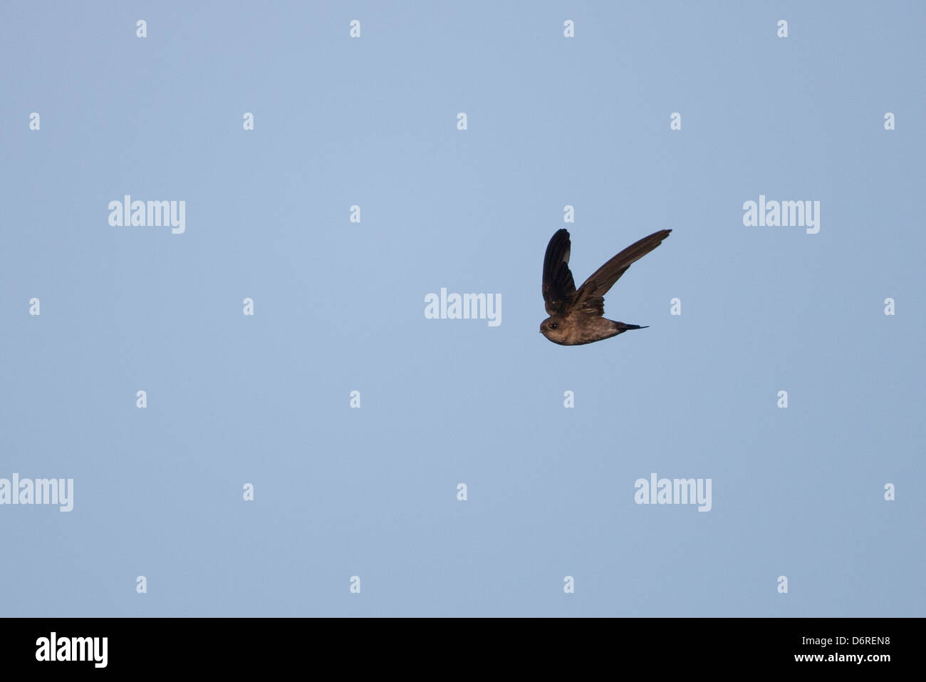 Cave Swiftlet (Collocalia linchi linchi), Cave group, in flight in Bali ...