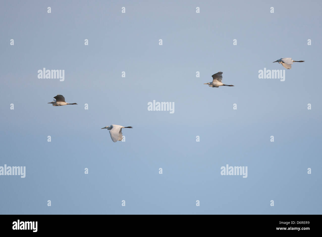 Cattle Egret (Bubulcus ibis coromandus), Asian subspecies, flock in ...