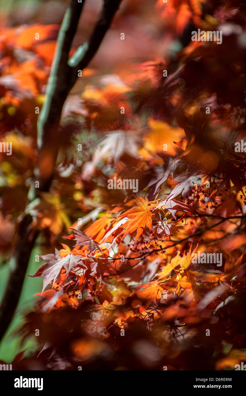 Washington dc usa fall color hi-res stock photography and images - Alamy