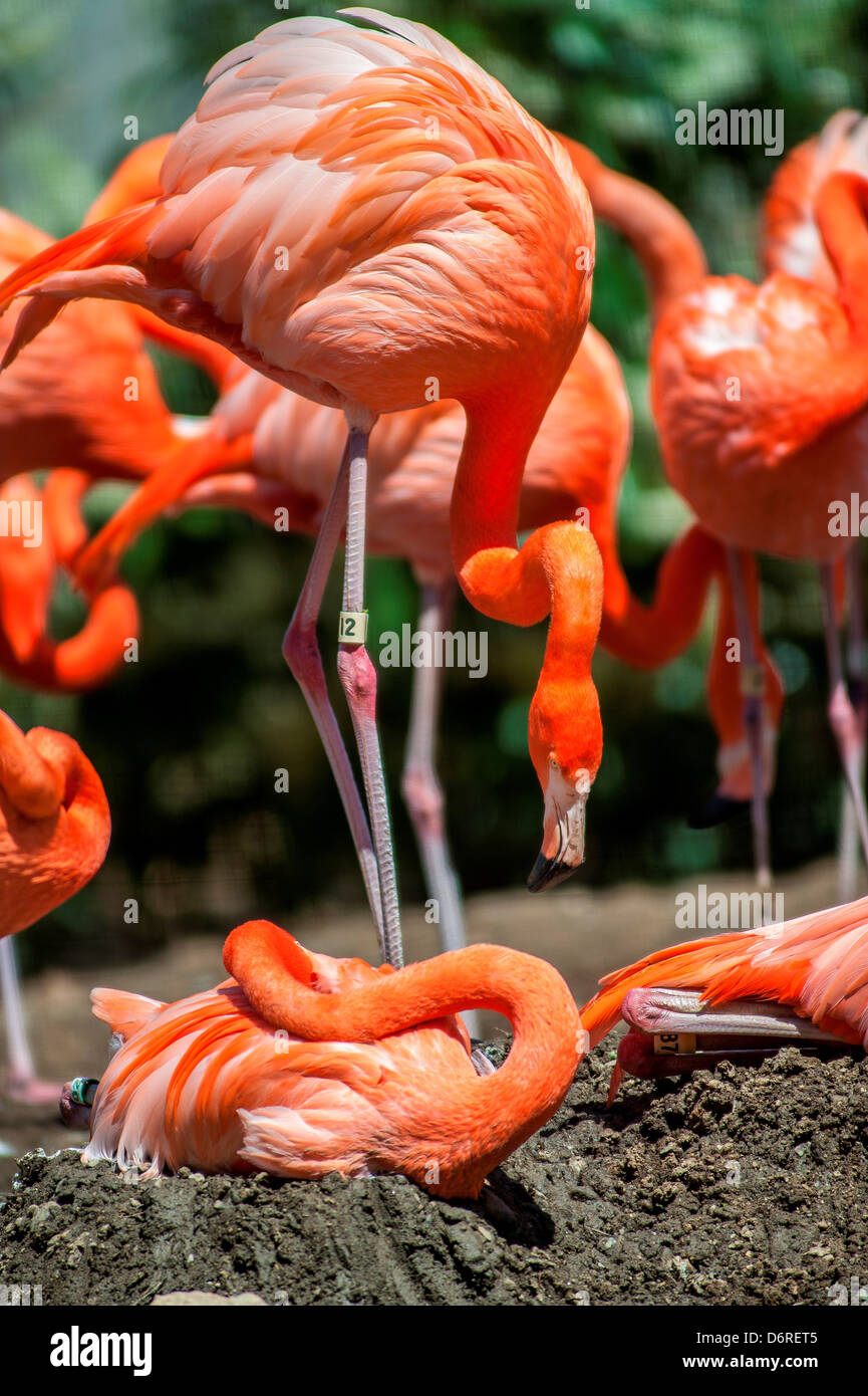 USA, Washington DC, Pink Flamangos Stock Photo - Alamy