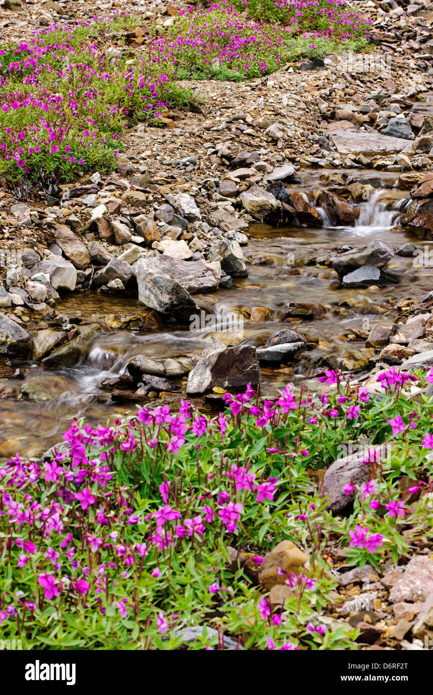 Tall Fireweed (Evening Primrose) grow along a stream near Cathedral ...