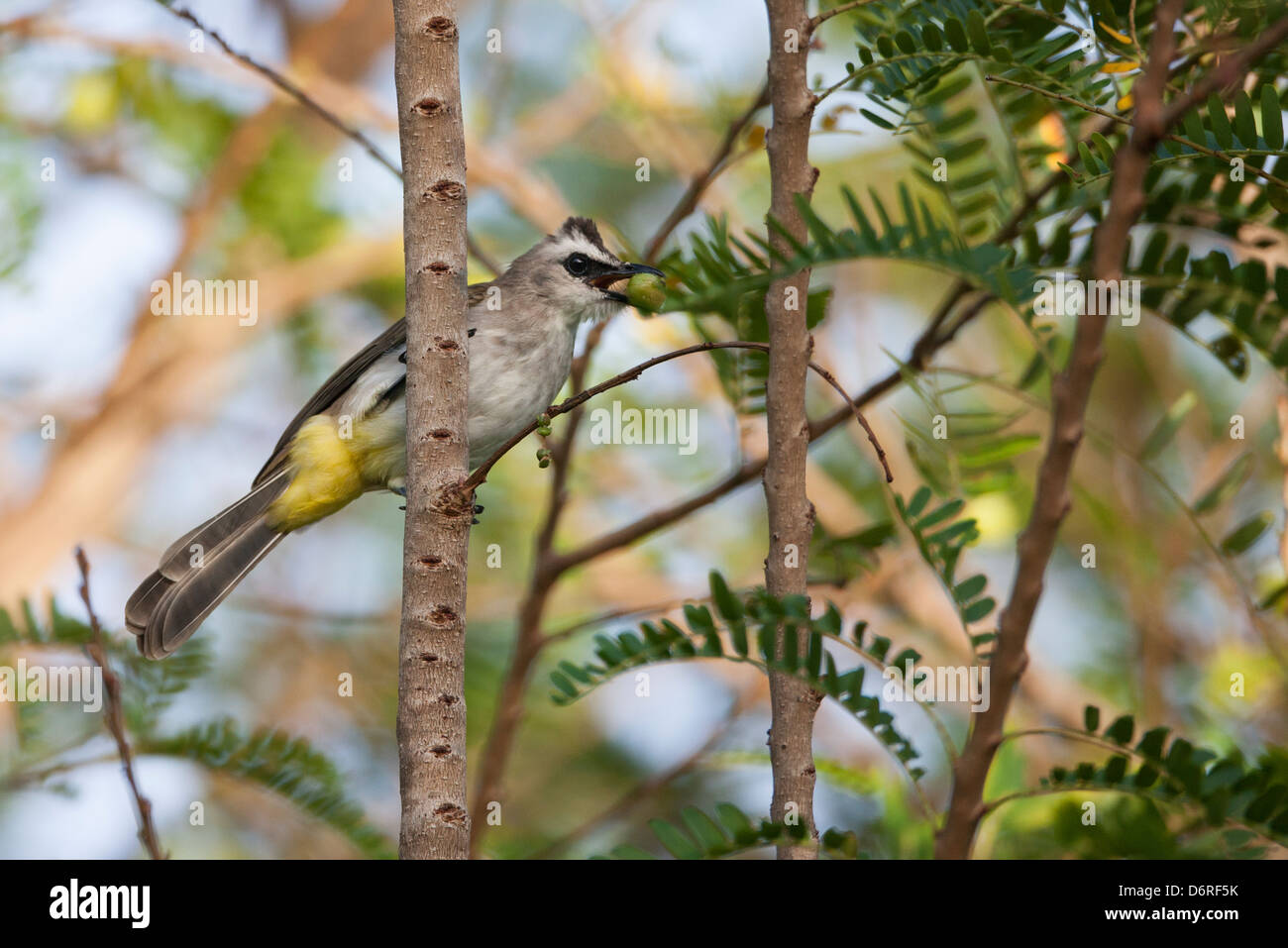 Yellow-vented Bulbul (Pycnonotus goiavier analis) eating a fruit Stock ...