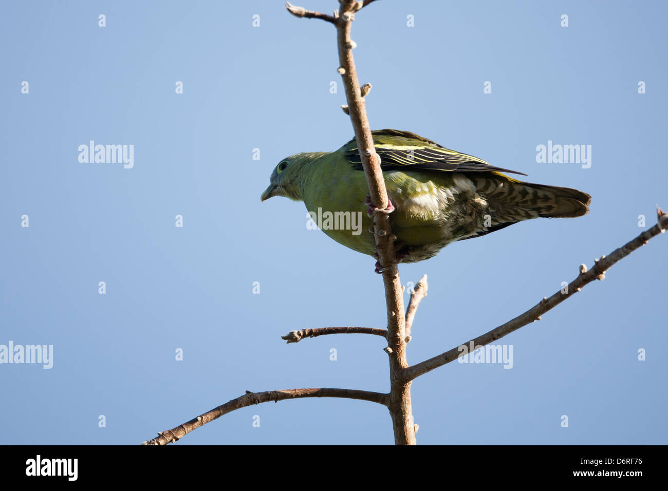 Pigeon gray bird hi-res stock photography and images - Alamy