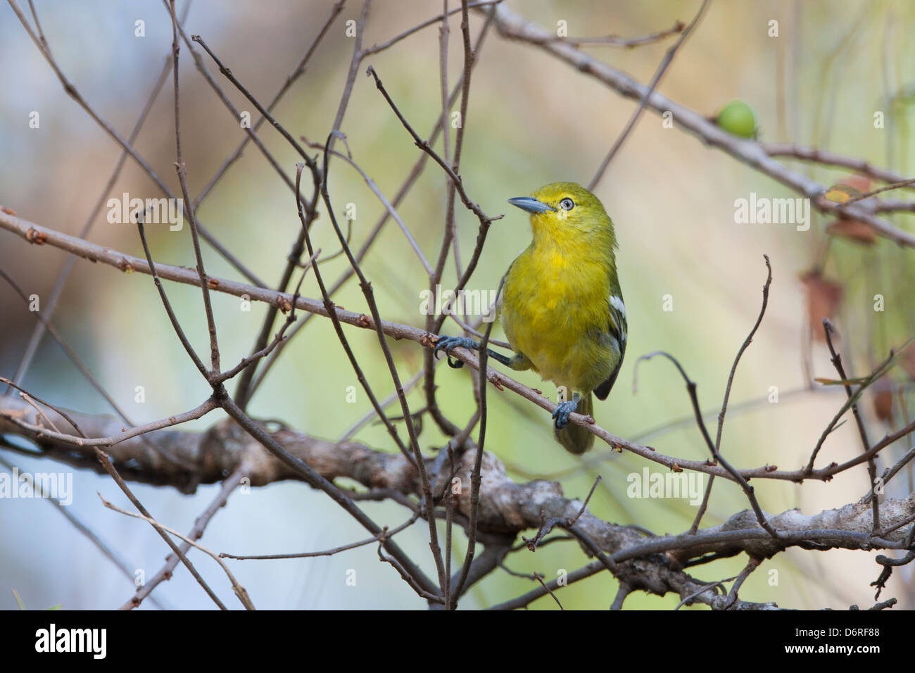 Common Iora (Aegithina tiphia scapularis), foraging in a tree in Bali ...