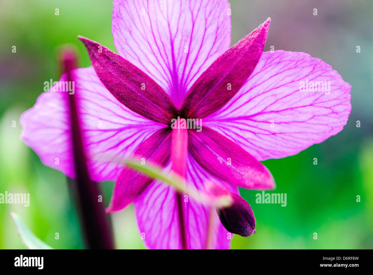 Close-up macro view of Tall Fireweed (Evening Primrose) grow along a ...