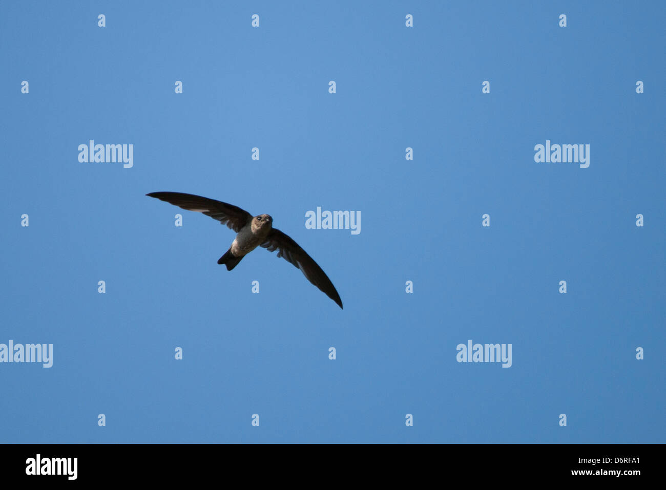 Cave Swiftlet (Collocalia linchi linchi), Cave group, in flight in Bali ...