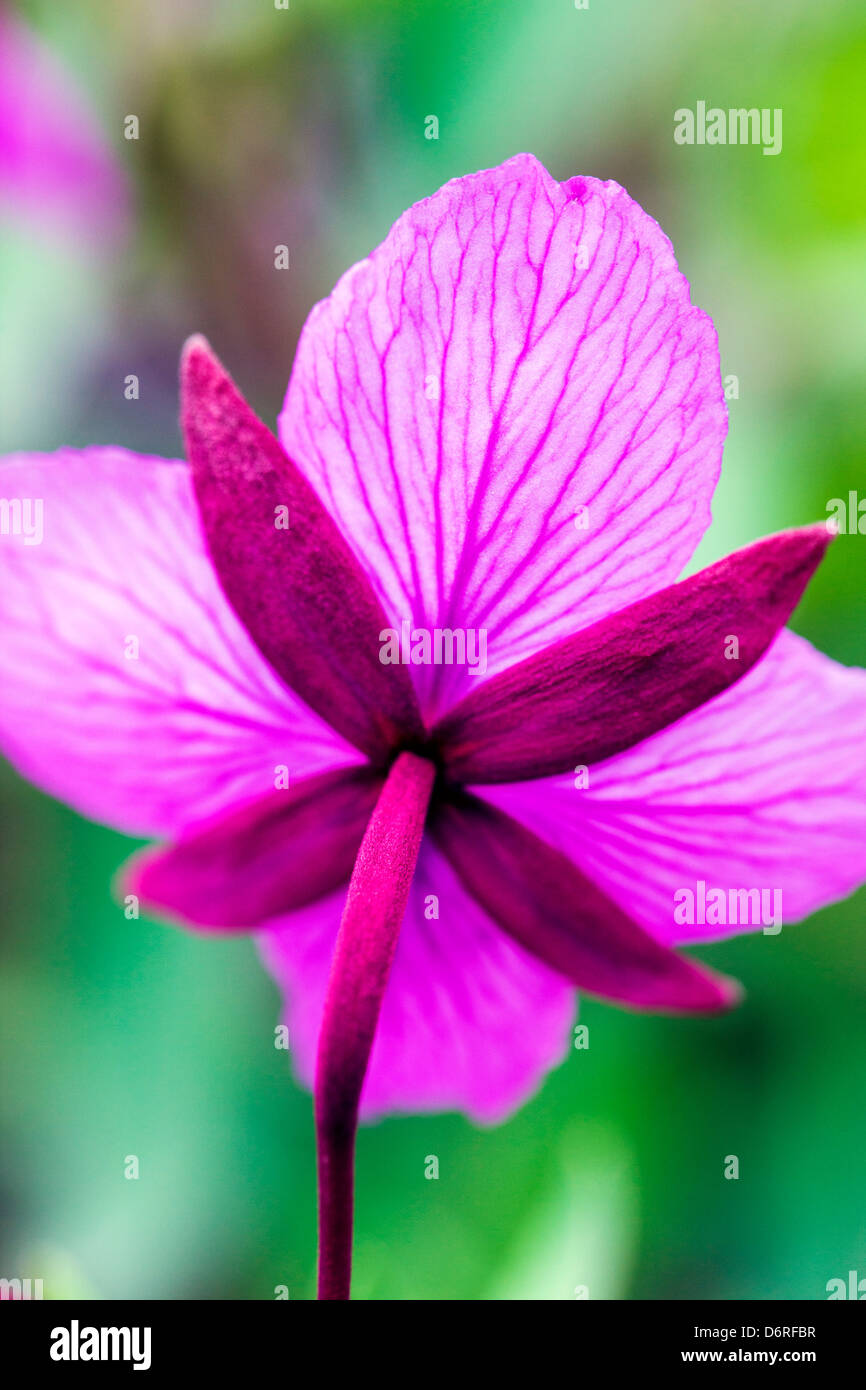 Close-up macro view of Tall Fireweed (Evening Primrose) grow along a ...