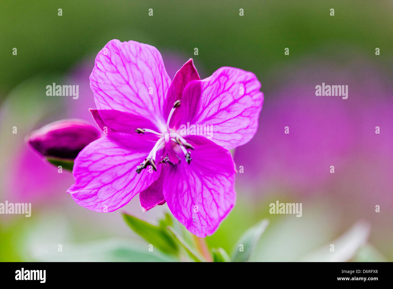 Close-up macro view of Tall Fireweed (Evening Primrose) grow along a ...