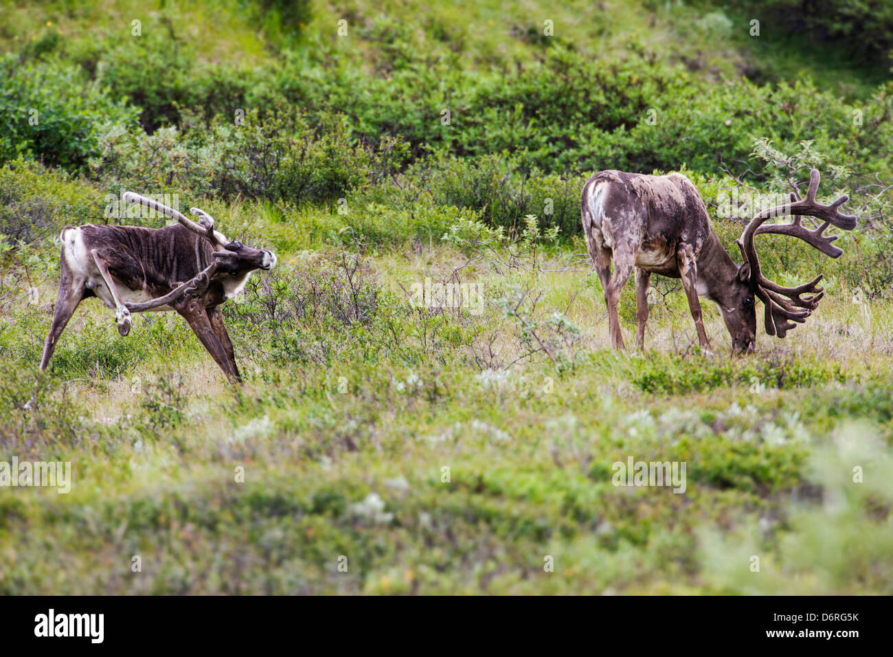 Two male buck Woodland Caribou (Rangifer tarandu) near Highway Pass ...