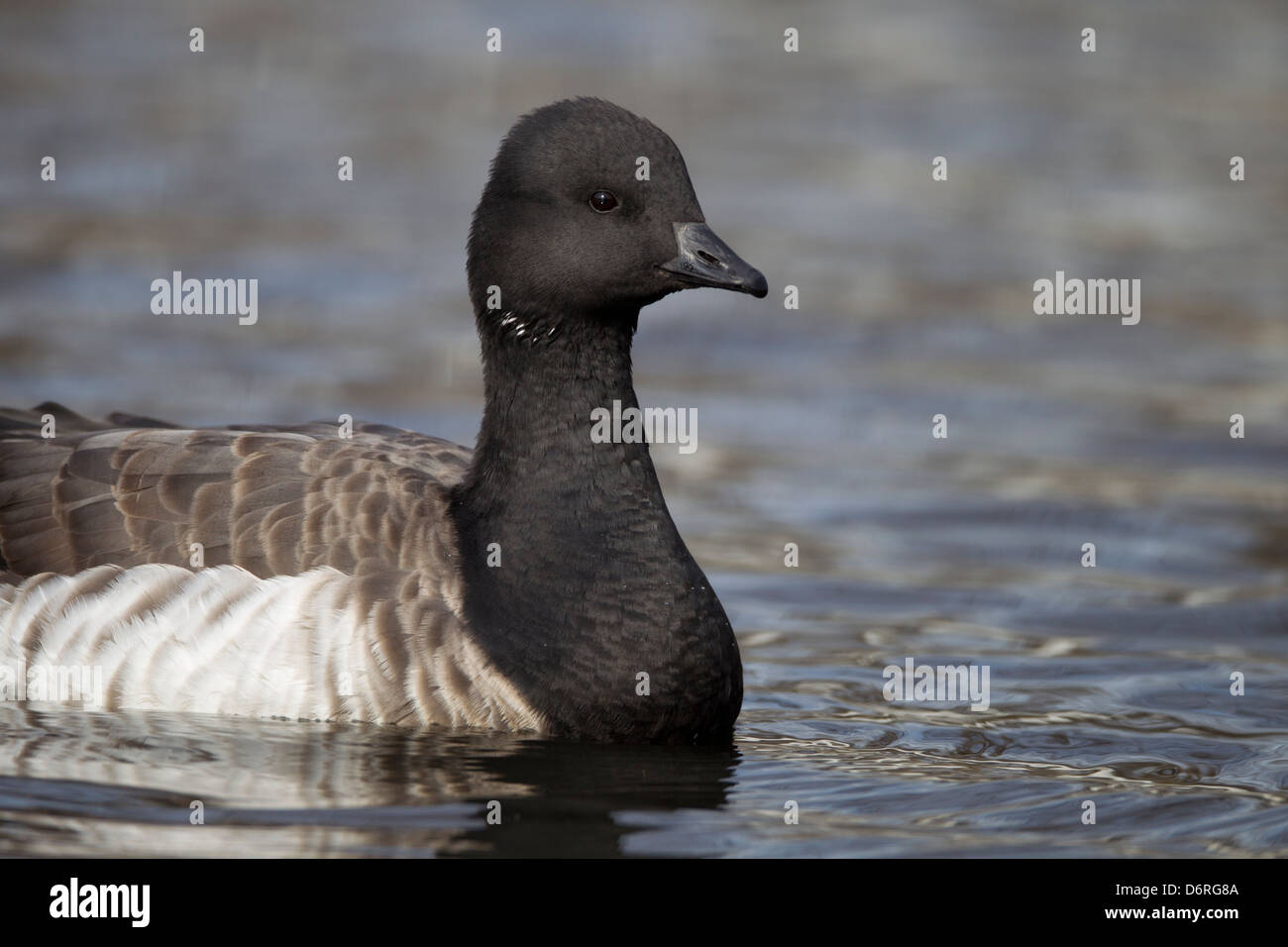 Atlantic brant goose hi-res stock photography and images - Alamy