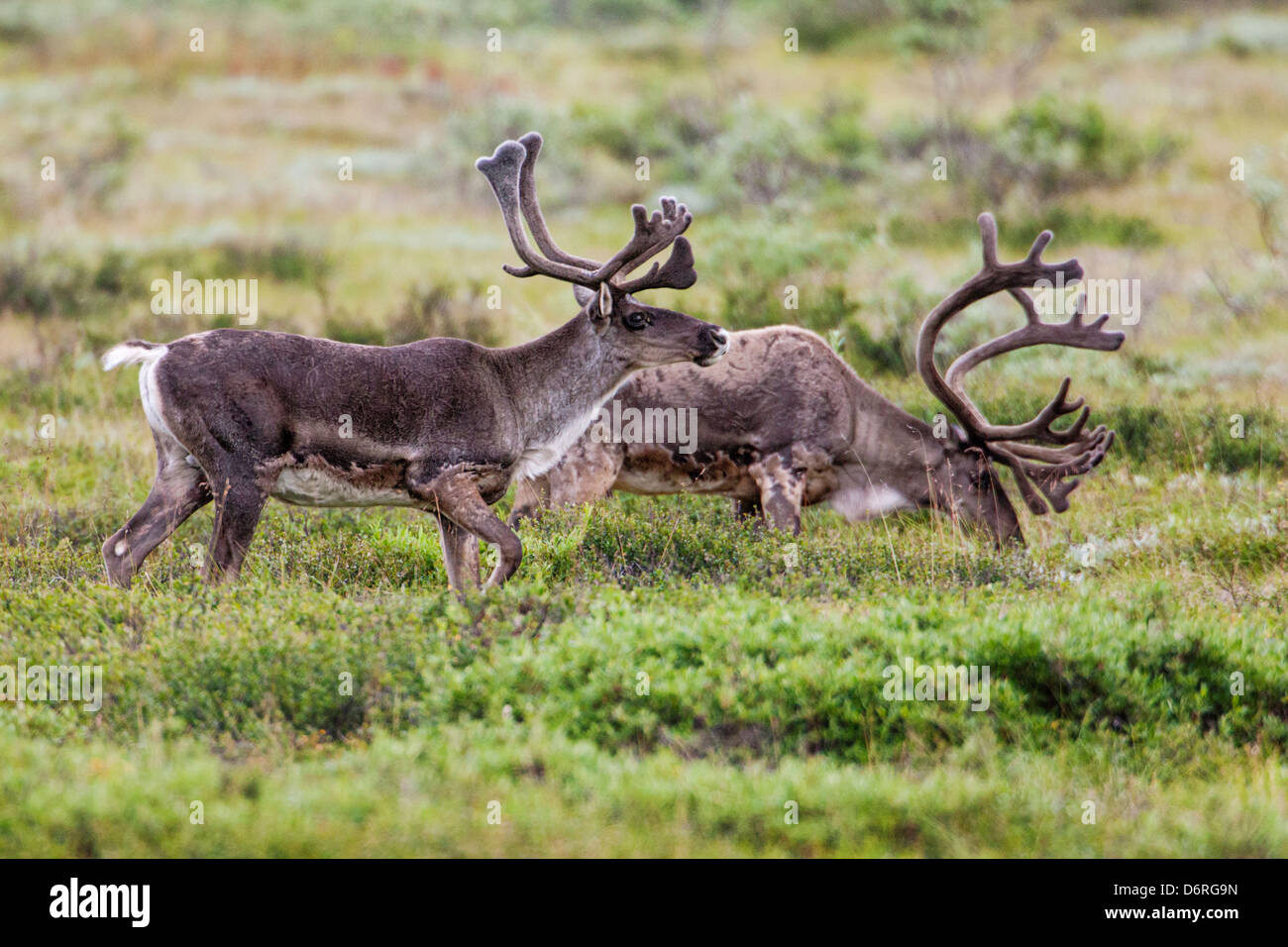 Two male buck Woodland Caribou (Rangifer tarandu) near Highway Pass ...